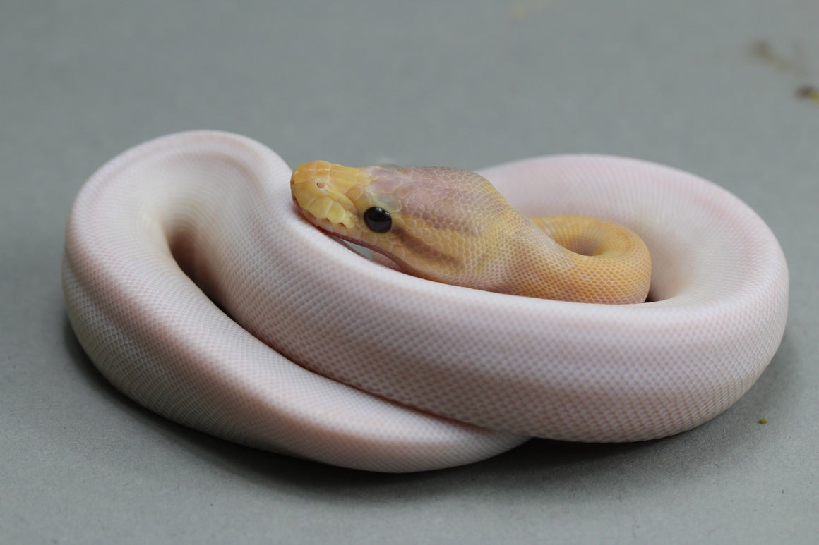 PITONES BOLA – REPTILE TRADE