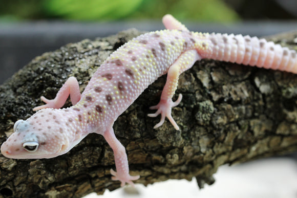 GECKOS LEOPARDO – REPTILE TRADE