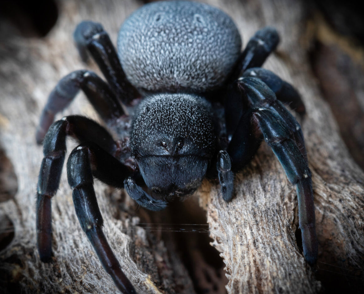 ARTROPODOS – REPTILE TRADE