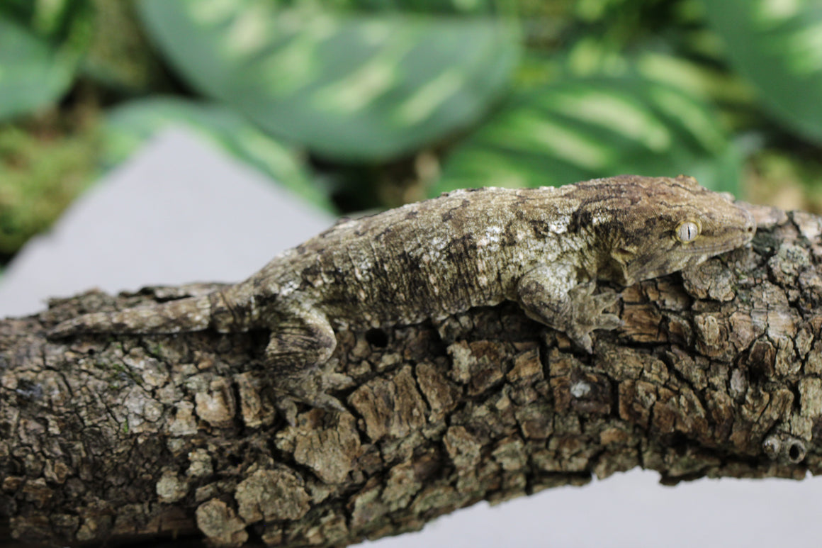 REPTILE TRADE