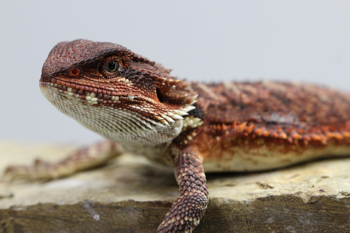 REPTILE TRADE