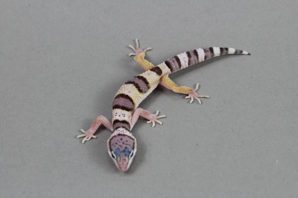 GECKO LEOPARDO DE MONTAÑA ( MONTANUS ) MACHO ID : 8-18 – REPTILE TRADE