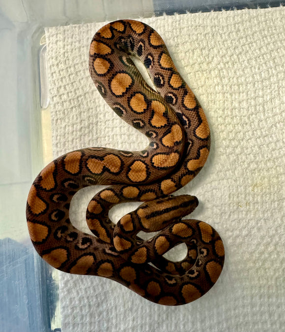 BOAS – REPTILE TRADE