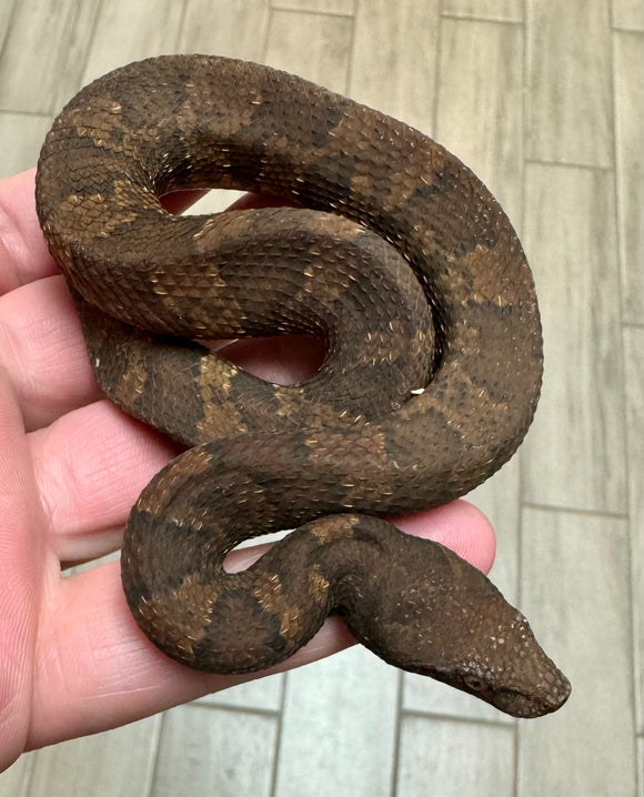 BOAS – REPTILE TRADE