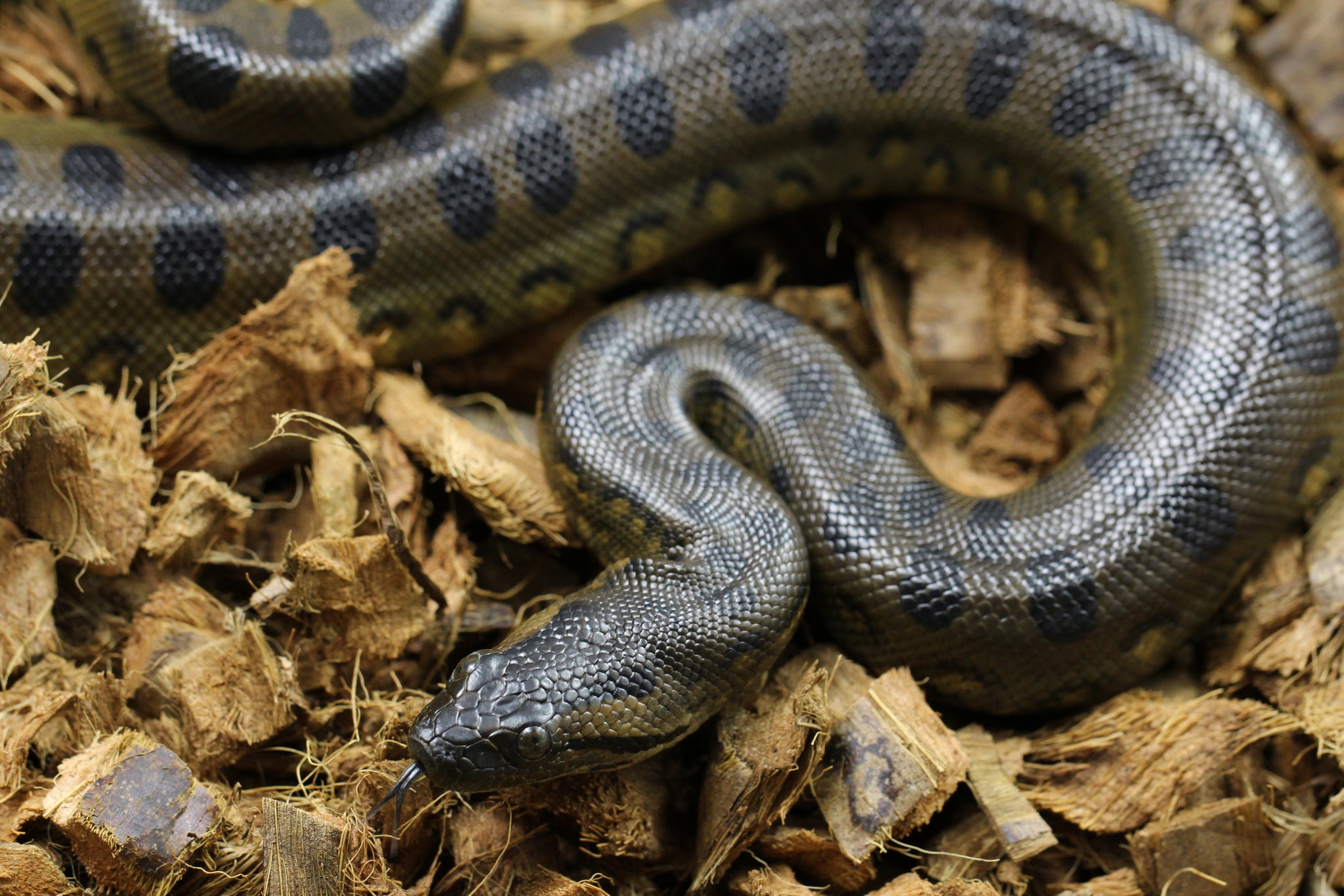 ANACONDA VERDE HEMBRA ID : 2 – REPTILE TRADE