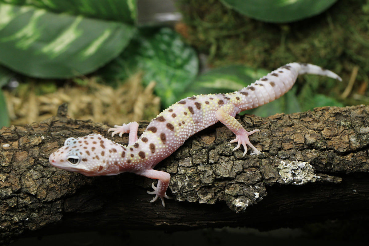 GECKO LEOPARDO DE MONTAÑA ( MONTANUS ) HEMBRA ID : 151 – REPTILE TRADE