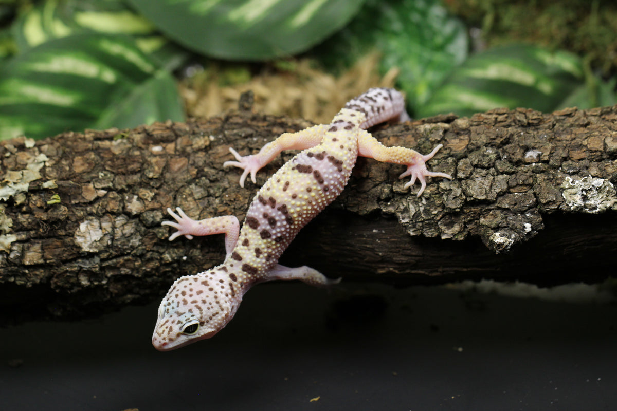 GECKO LEOPARDO DE MONTAÑA ( MONTANUS ) HEMBRA ID : 8-18 – REPTILE TRADE