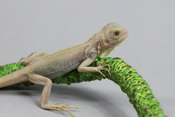 OTROS REPTILES – Etiquetado "CERAMICOS" – REPTILE TRADE