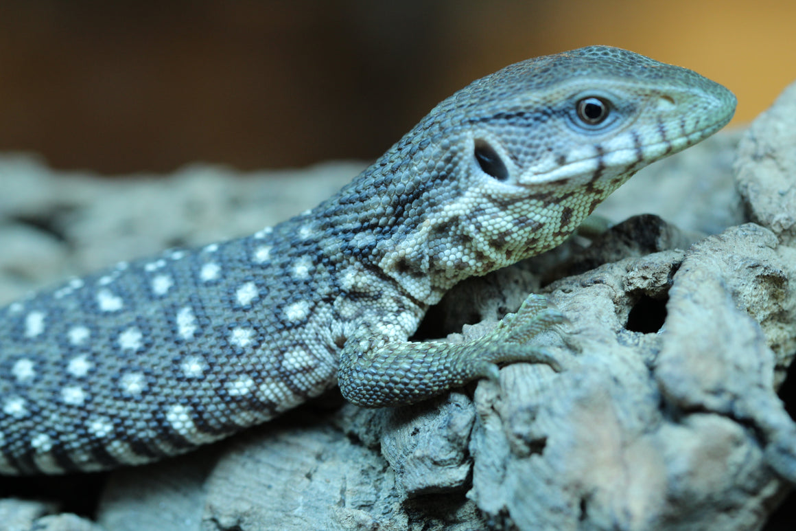 REPTILE TRADE