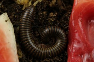 ARTROPODOS – REPTILE TRADE